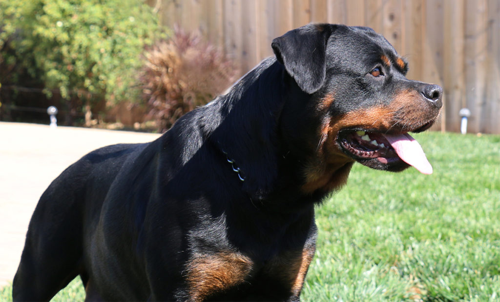 Von Der Hause Roush Rottweilers – Family raised rottweiller puppies