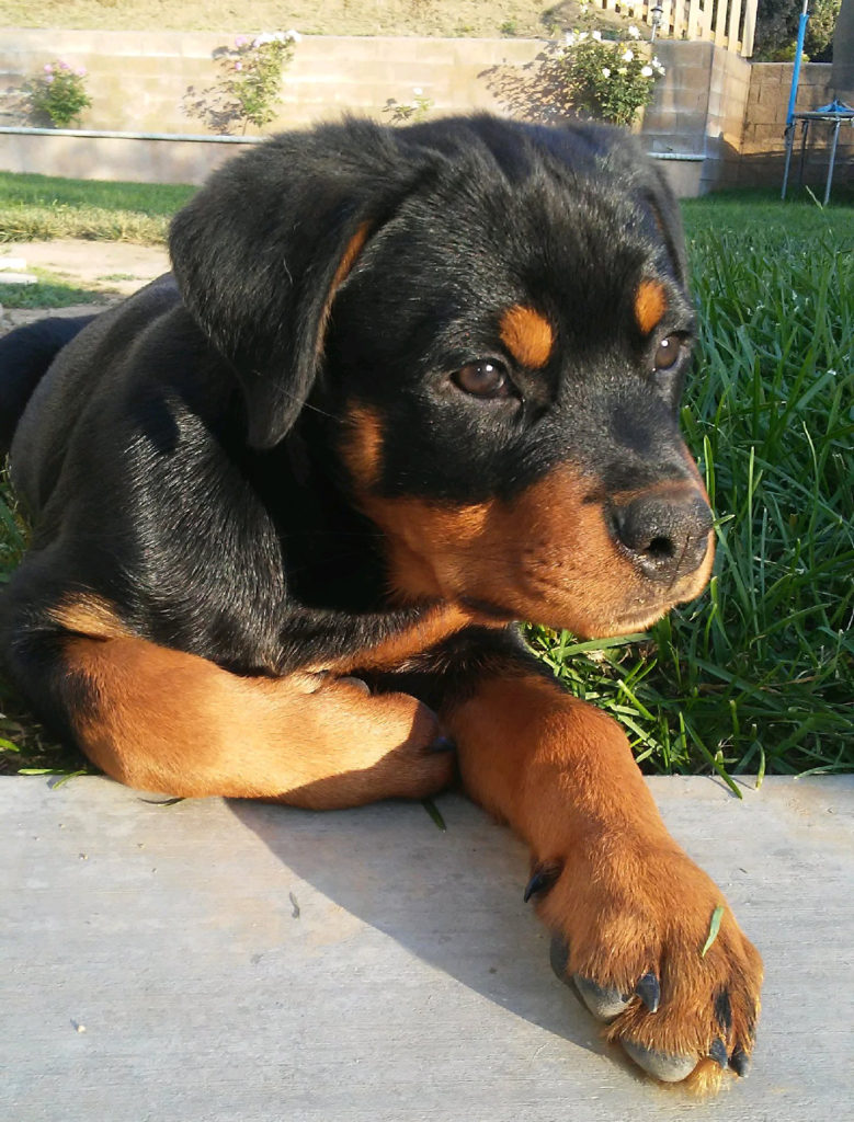 Von Der Hause Roush Rottweilers – Family raised rottweiller puppies